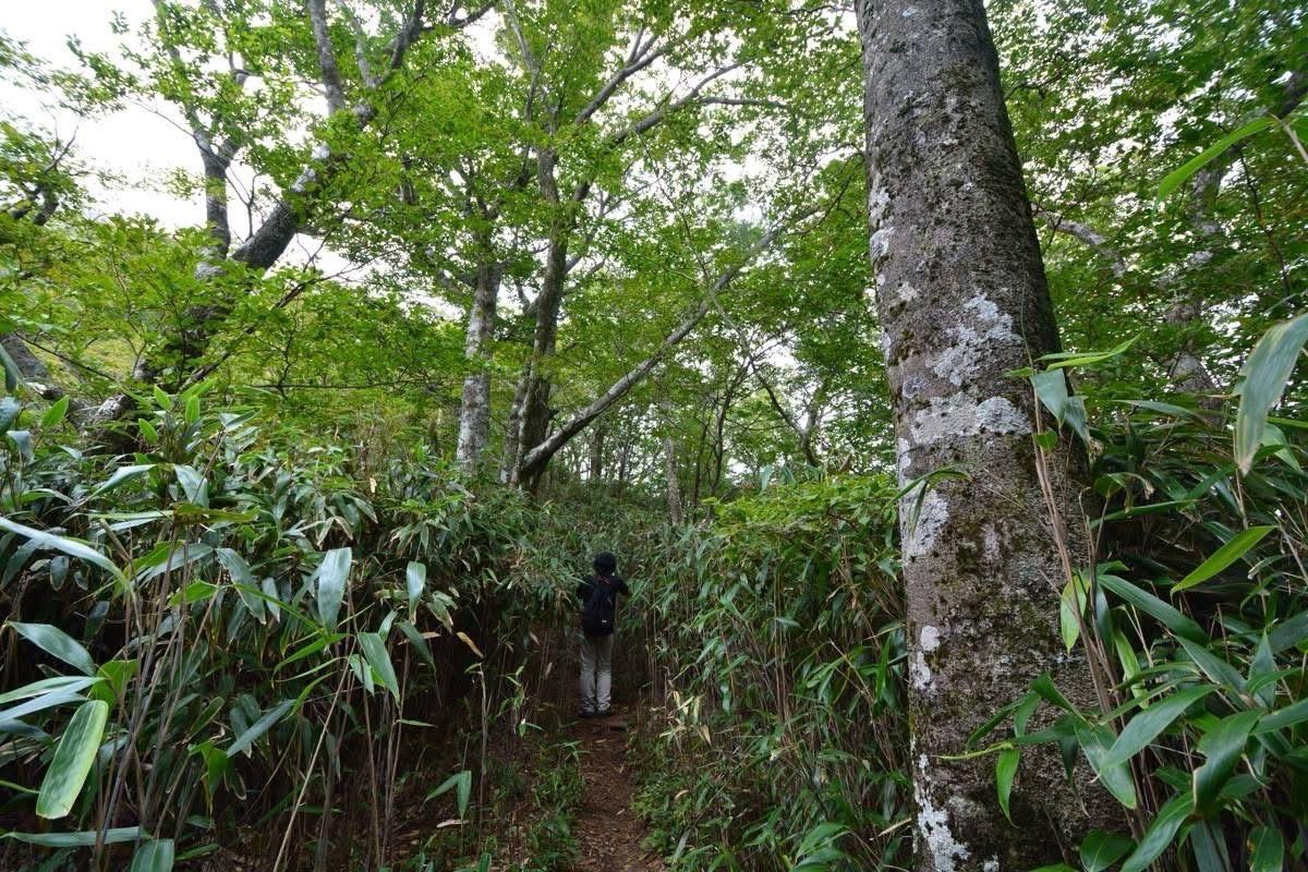 今からちょうど10年前、祖母山系縦走路の... / UP！UP！Stairsさんのモーメント | YAMAP / ヤマップ