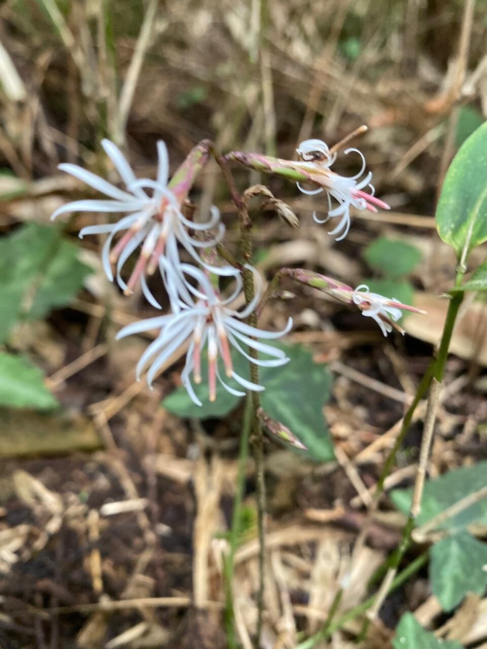 humieのページ | YAMAP / ヤマップ