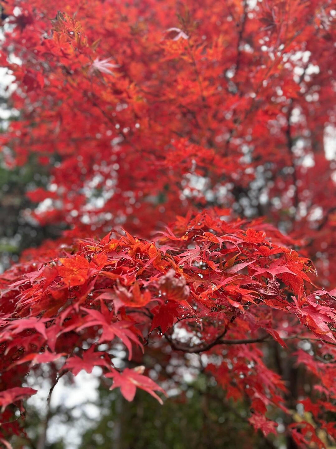 すきやき@高尾山 / K Satomiさんの高尾山・陣馬山・景信山の活動データ | YAMAP / ヤマップ