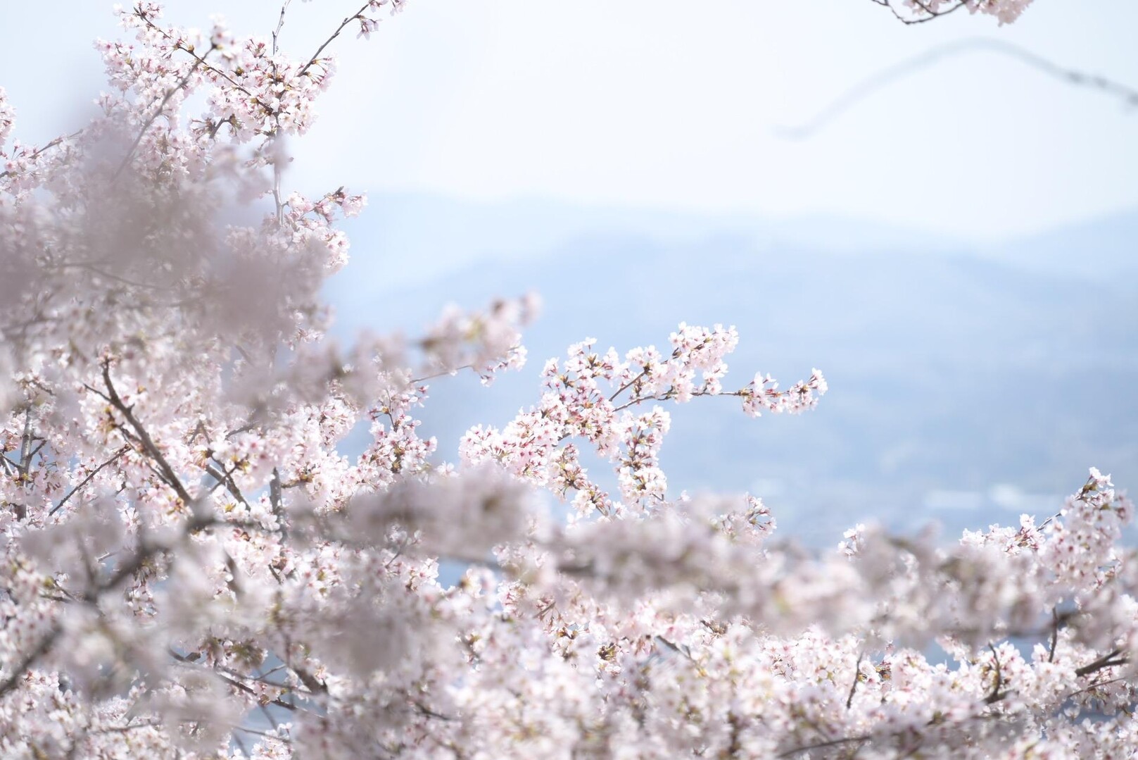 鐘撞堂山へ花見 / MJさんの宝登山・長瀞アルプス・不動山・陣見山・鐘撞堂山の活動データ | YAMAP / ヤマップ
