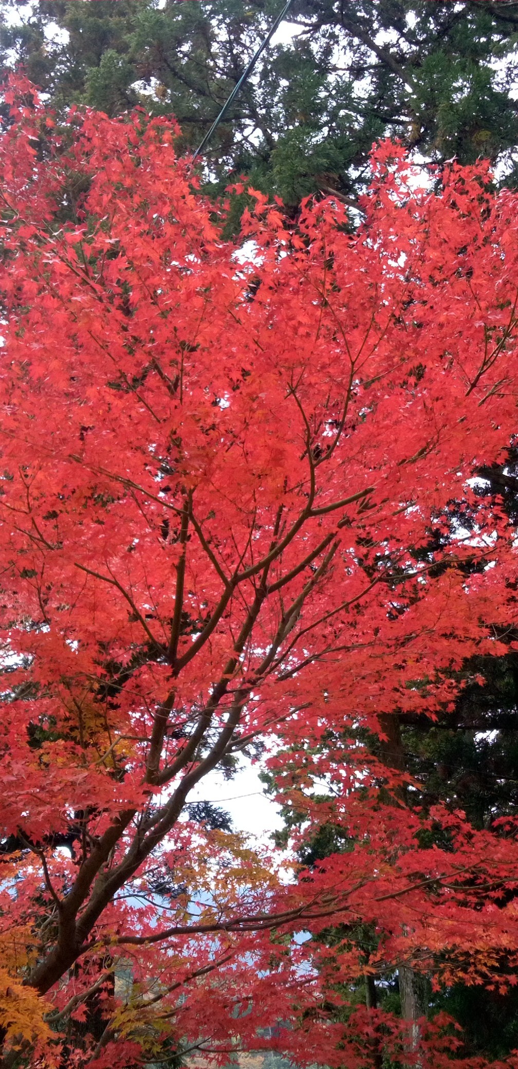 Change Red! / イッシーさんの英彦山の活動日記 | YAMAP / ヤマップ