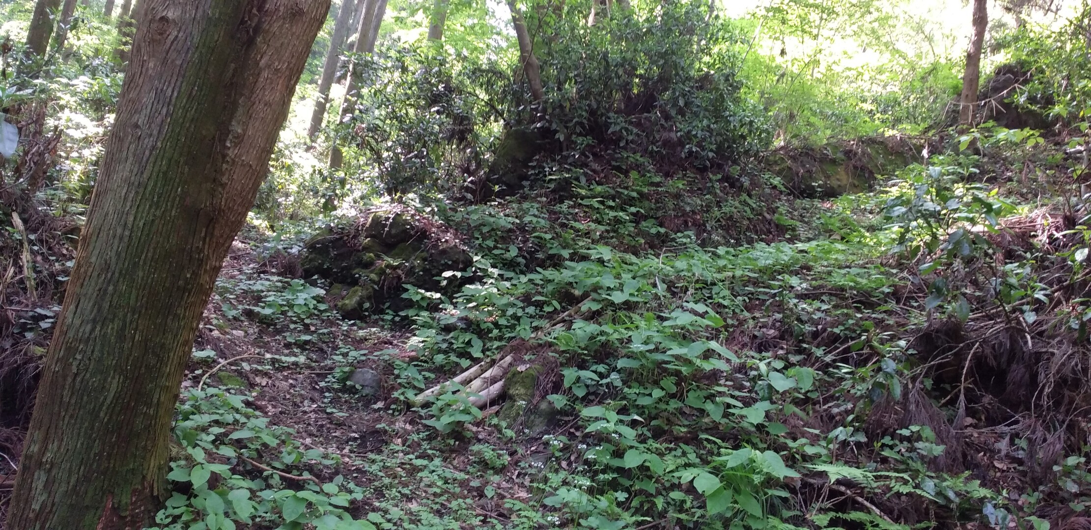 U.Dさんの投稿したフィールドメモ | YAMAP / ヤマップ