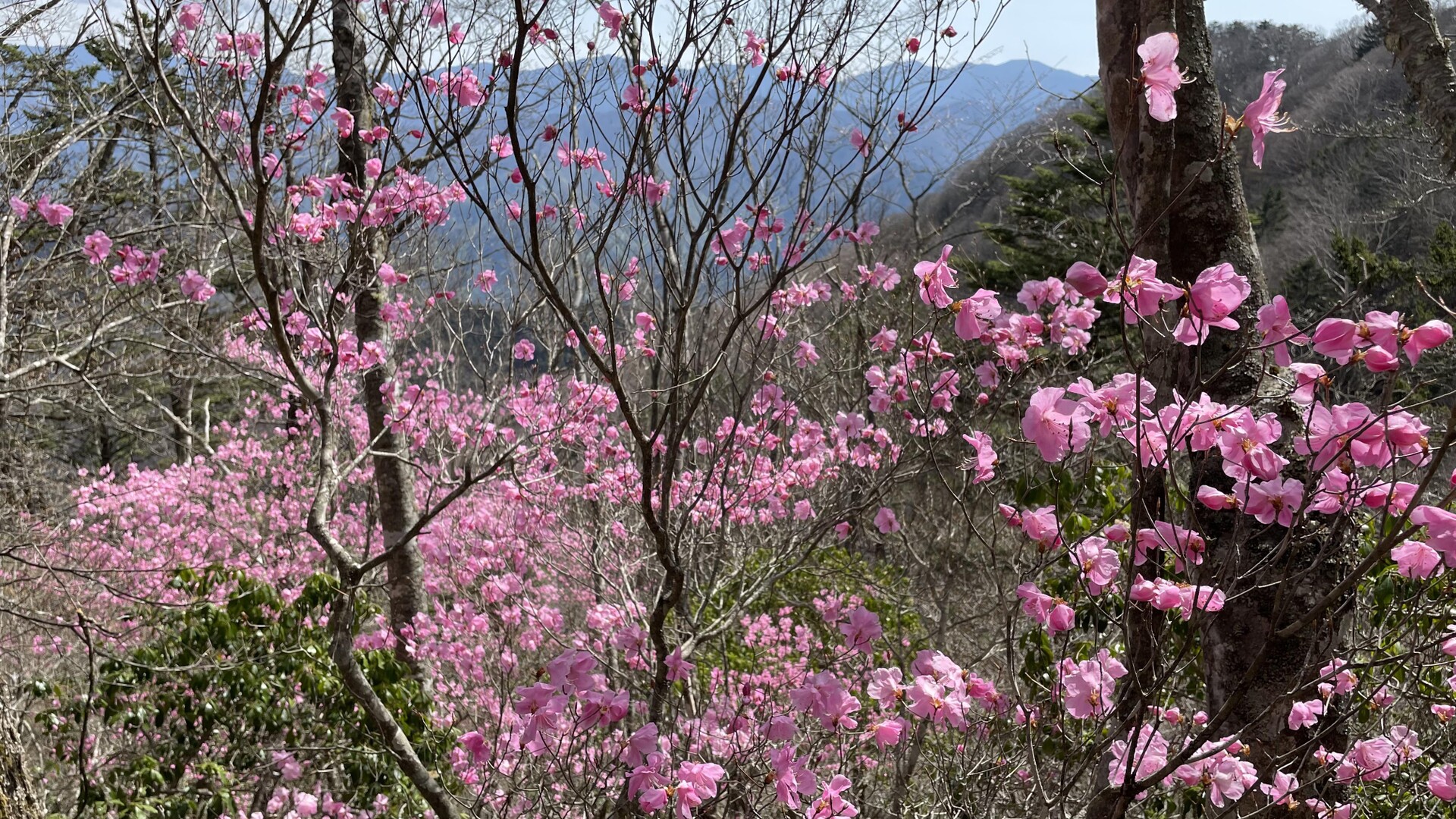 両神山 / dK_Kbさんの両神山・諏訪山・二子山の活動データ | YAMAP / ヤマップ