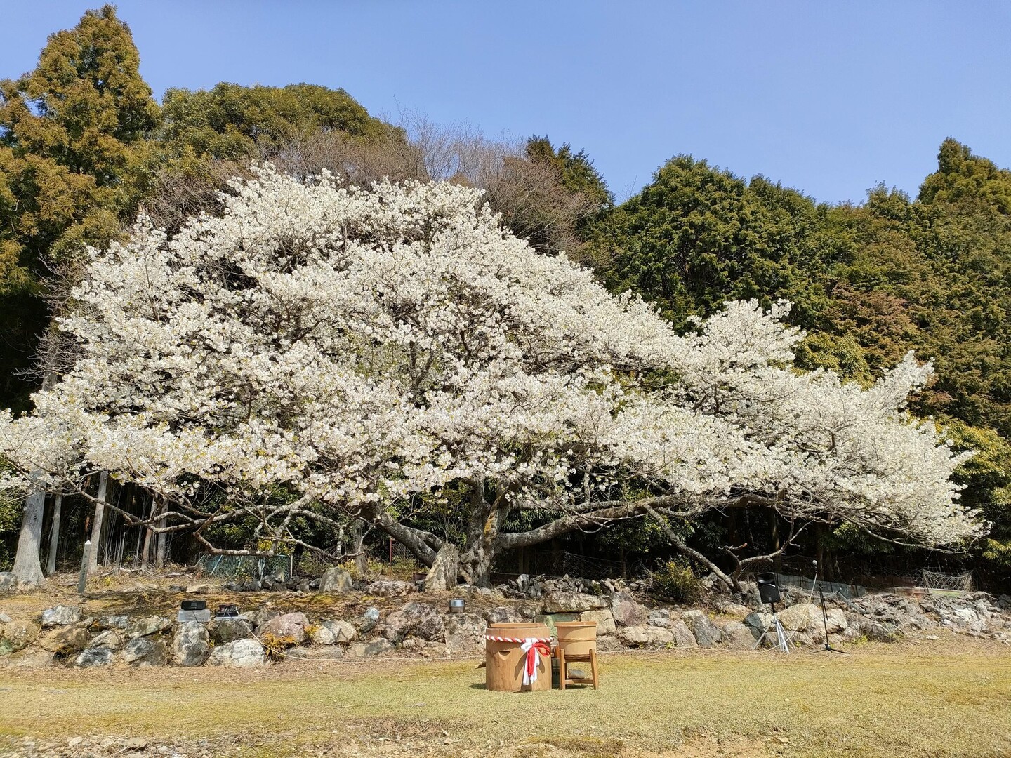 志摩市の天の岩戸で樹齢360年以上の一本... / みおなんですさんのモーメント | YAMAP / ヤマップ