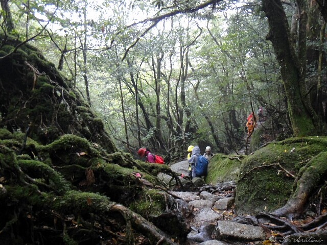 屋久島 白谷雲水峡 / Kanameさんの屋久島・宮之浦岳の活動データ | YAMAP / ヤマップ