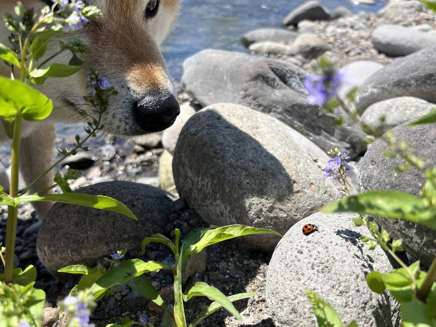 マリオ🐶大脱走💨💨💨💨 散歩に... / Hideyan🐶さんのモーメント | YAMAP / ヤマップ