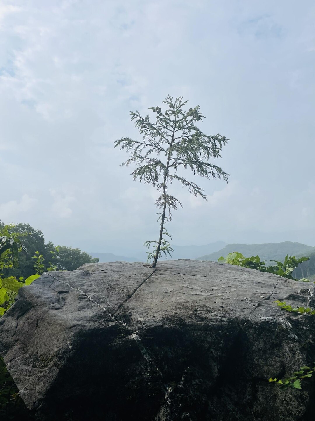 仏頂山 / IWA_SHITさんの高峯・仏頂山の活動データ | YAMAP / ヤマップ