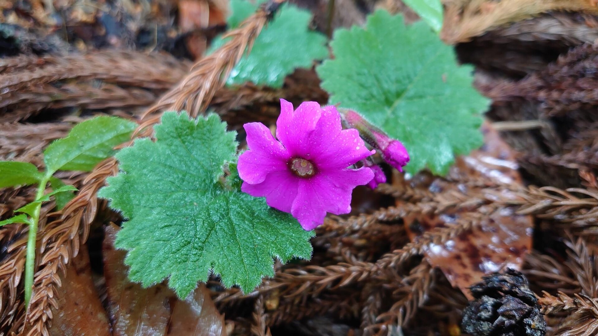 ☔☔デートde🌸カッコソウ🌸 / Ryuさんのウォーキングの活動データ | YAMAP / ヤマップ