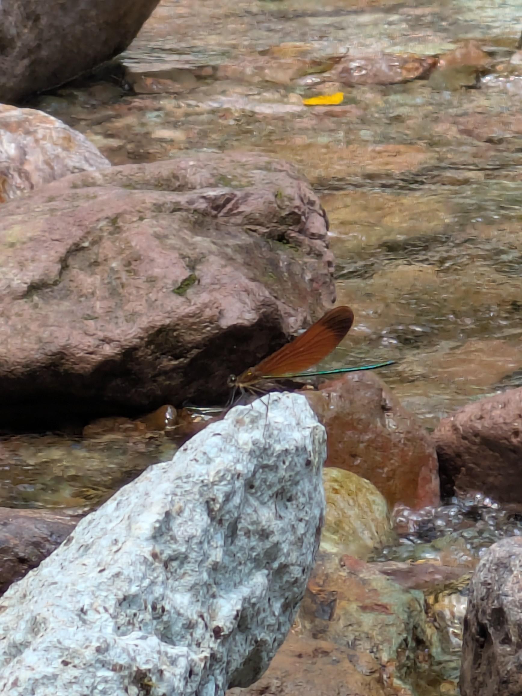真夏の箱屋谷山 / P-manさんの医王山・白兀山・箱屋谷山の活動データ | YAMAP / ヤマップ