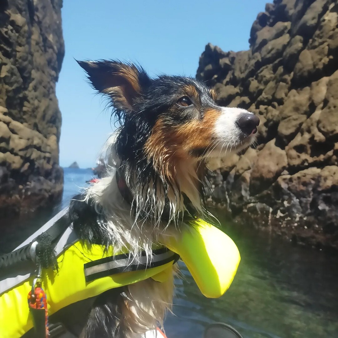 ココSUP@西伊豆 海SUPデビュー🏄... / hira0917さんのモーメント | YAMAP / ヤマップ