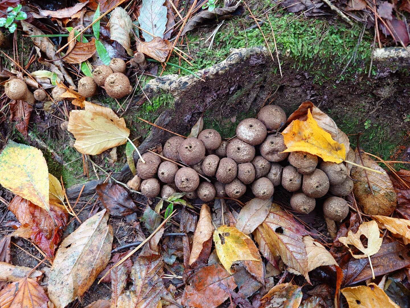 六甲山(芦屋川～有馬温泉) / yshrtrdさんの六甲山・長峰山・摩耶山の活動データ | YAMAP / ヤマップ