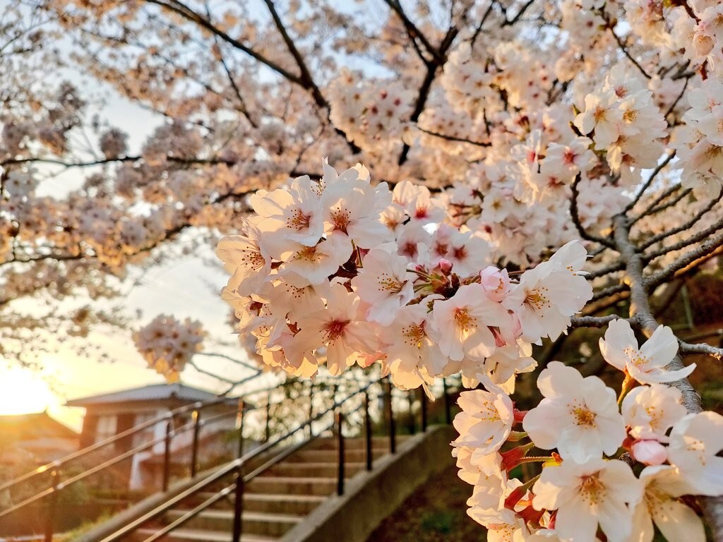 【さくら探し】 フラっとお散歩𓂃𓈒... / Kaoruさんのモーメント | YAMAP / ヤマップ