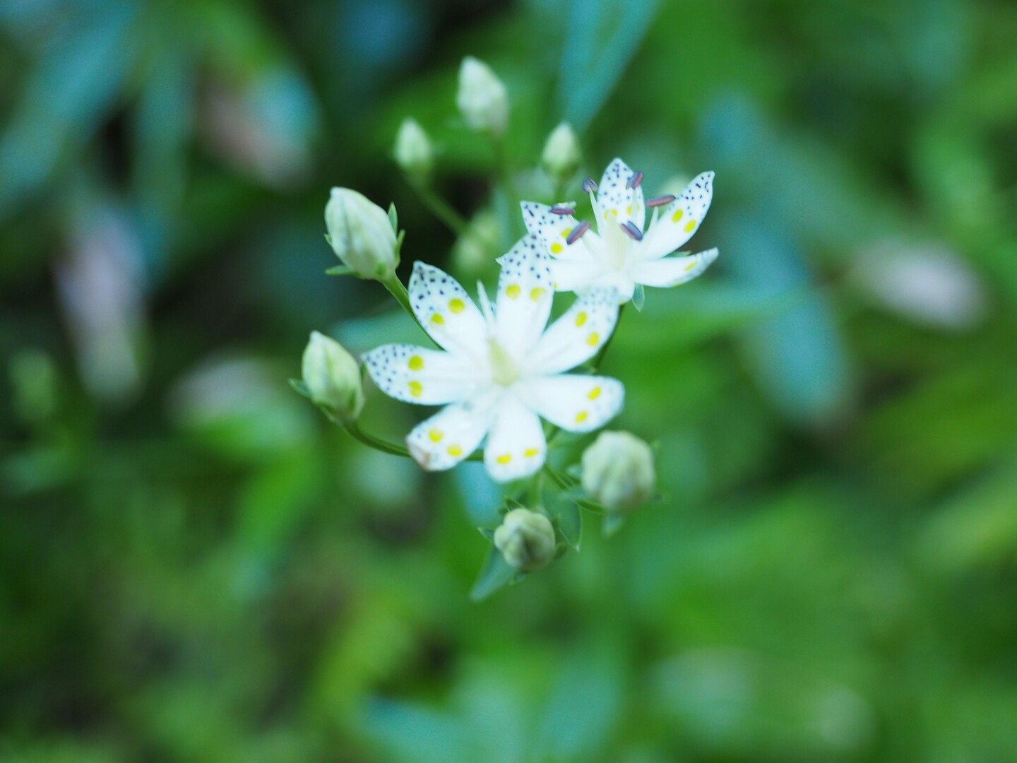 猪臥山 / ICHI JUNさんの猪臥山の活動データ | YAMAP / ヤマップ