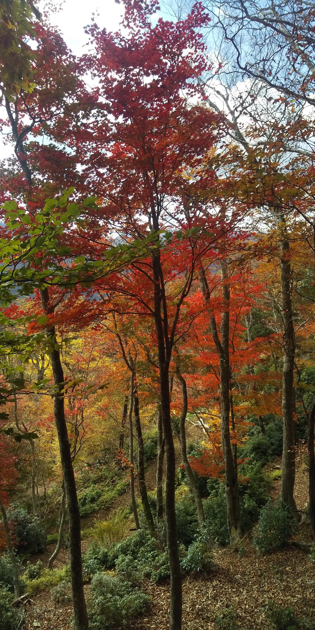 天狗堂 まだ秋は残っていた！ / mokoさんの天狗堂の活動データ | YAMAP / ヤマップ
