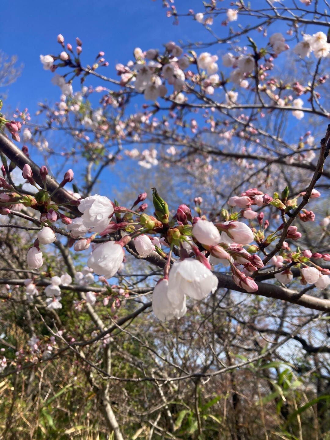 三郷山🌸 / kaz330さんの伊勢市の活動データ | YAMAP / ヤマップ