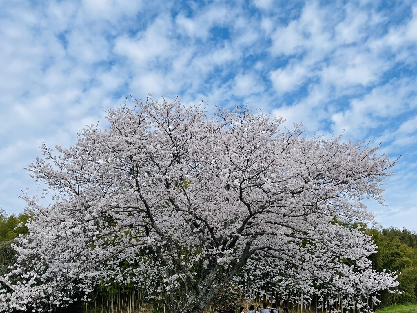 昨日、フォロワーさんから 桜🌸モーメン... / lulu さんのモーメント | YAMAP / ヤマップ