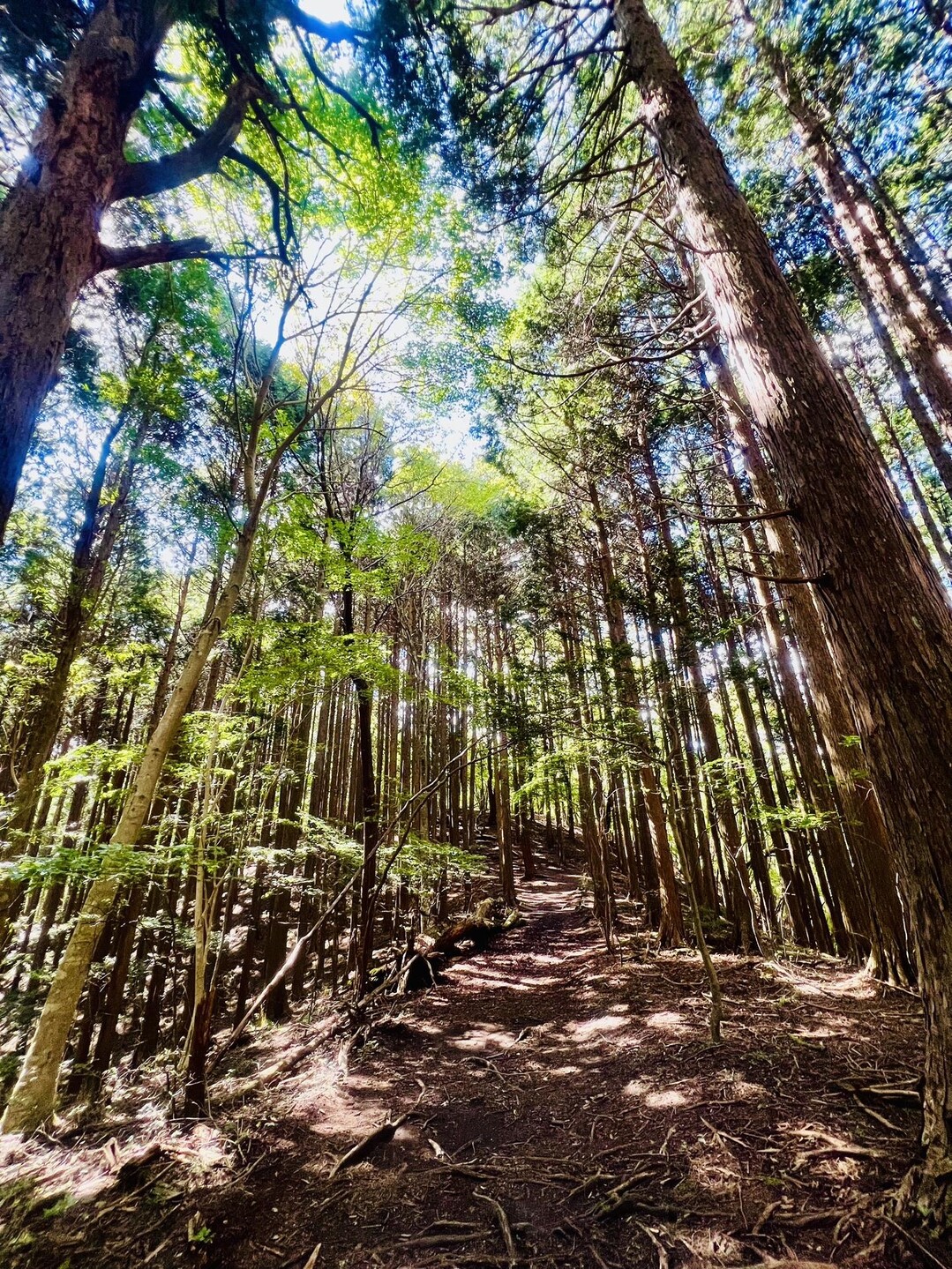 2回目の寧比曽岳⛰ / Sachiさんの寧比曽岳・筈ヶ岳・出来山の活動データ | YAMAP / ヤマップ