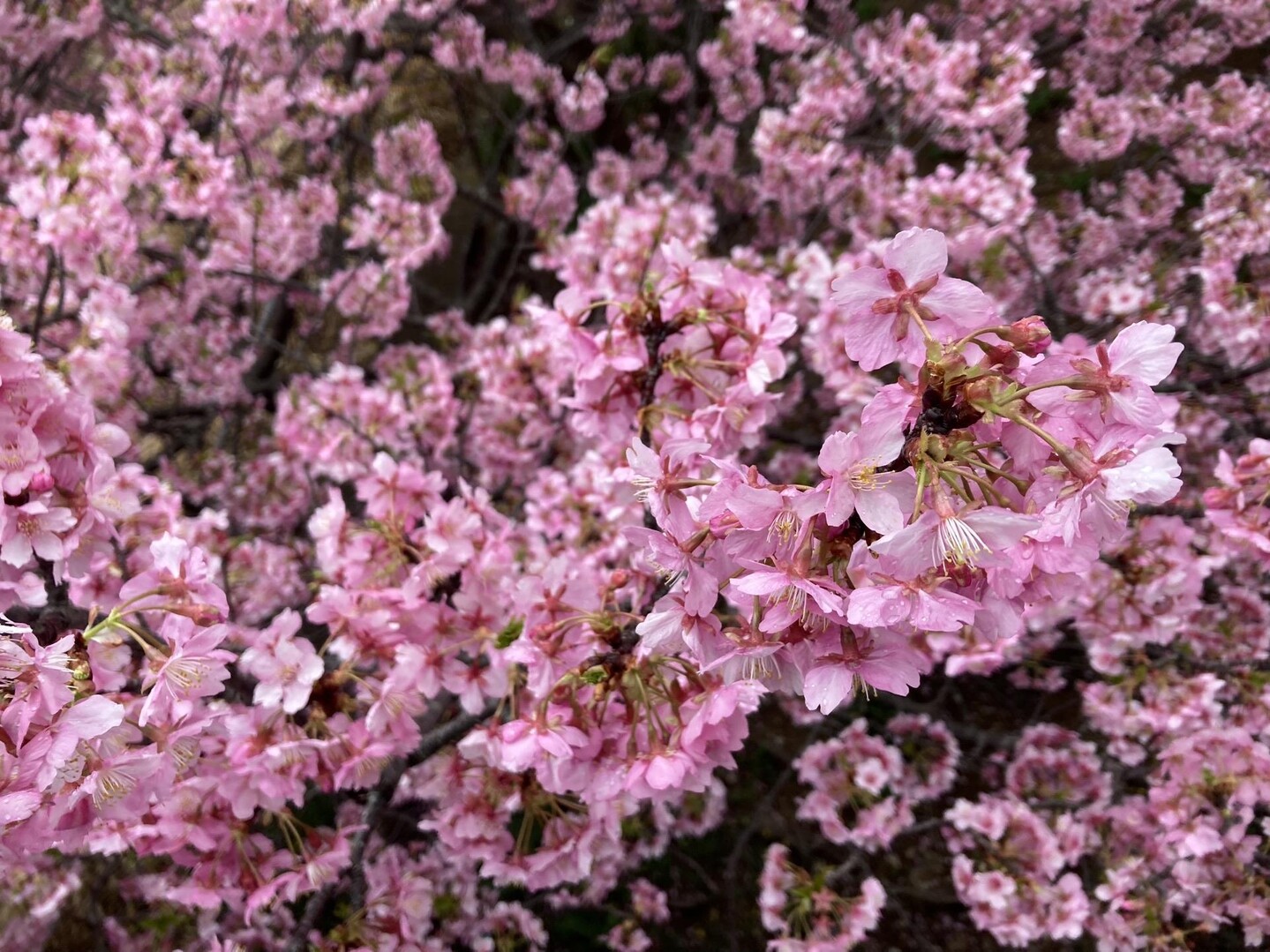 風に吹かれて / Ok-836さんのよこすかロゲイニングの活動データ | YAMAP / ヤマップ