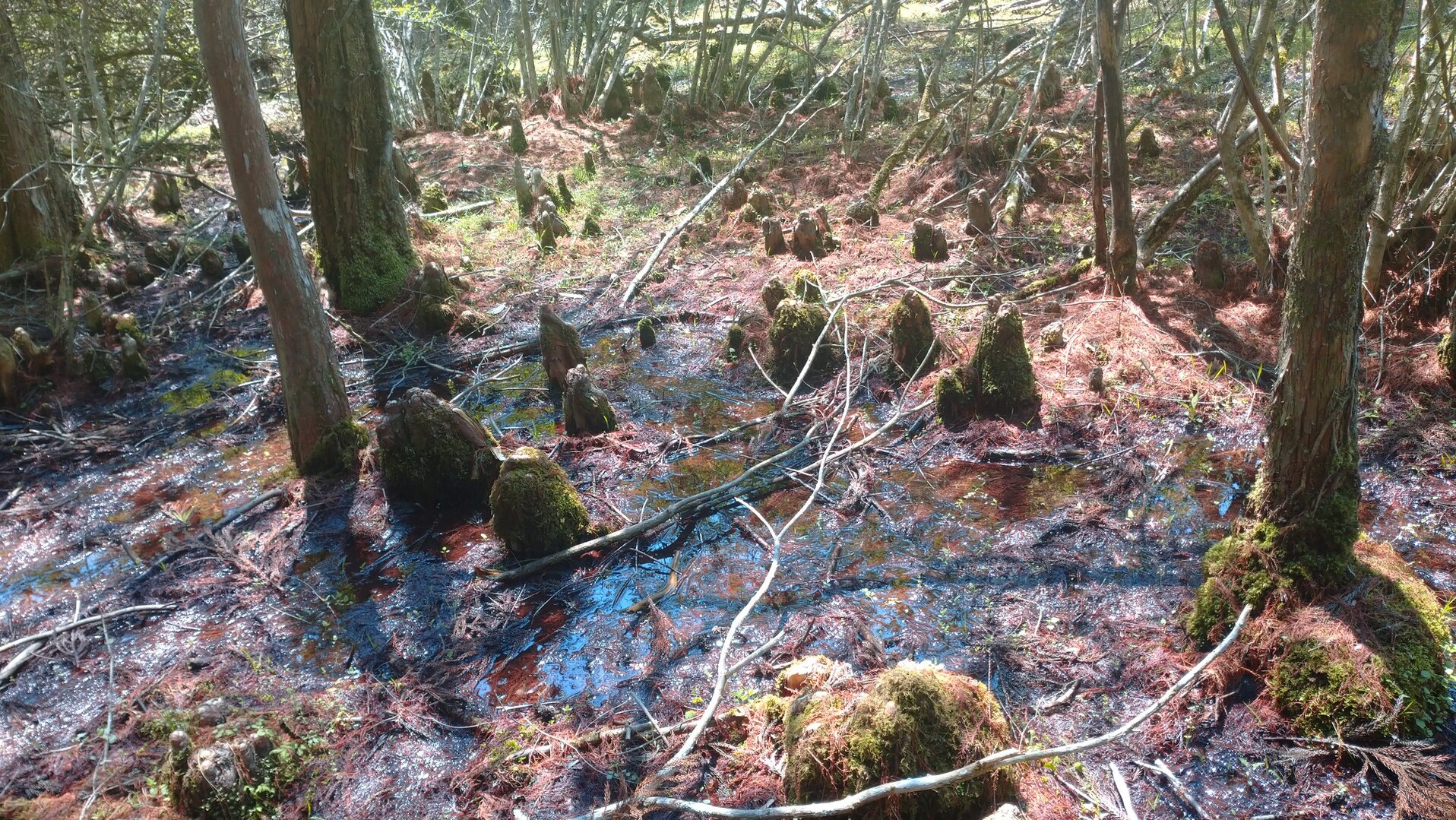 shinpeiさんの投稿したフィールドメモ | YAMAP / ヤマップ