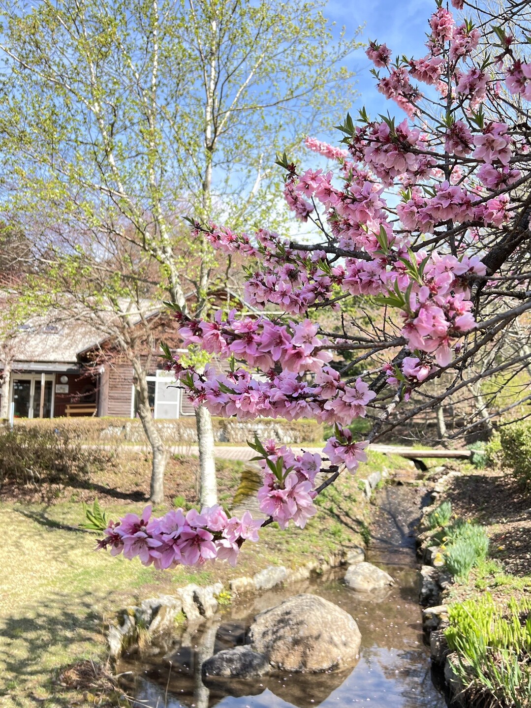 星居山 / Y Yukoさんの星居山の活動データ | YAMAP / ヤマップ