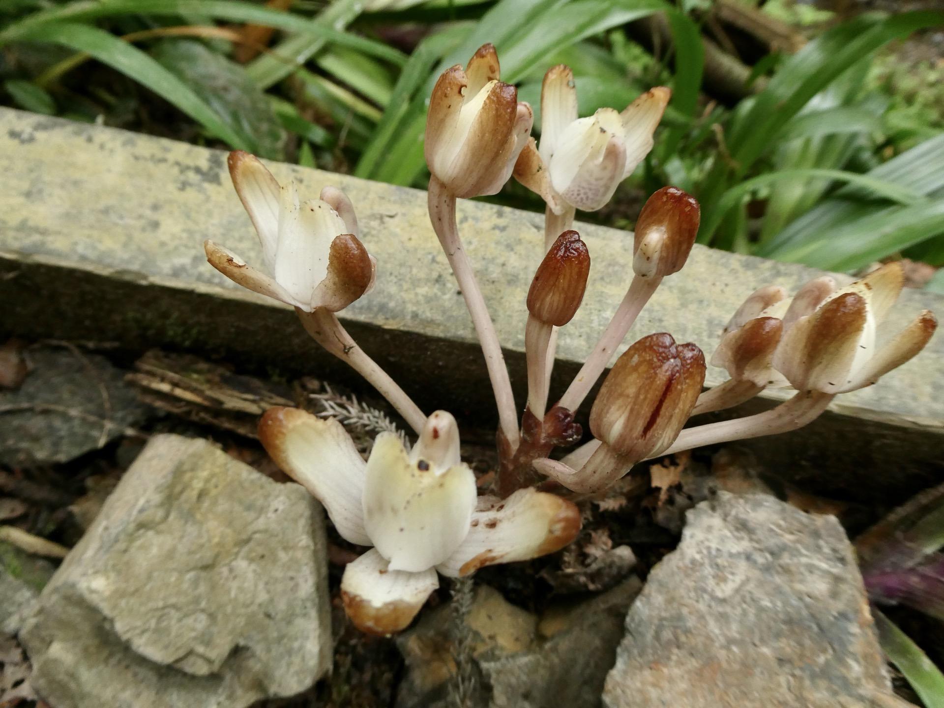 朝早めに家を出て高尾山の沢沿いを歩くまで... / skipさんのモーメント | YAMAP / ヤマップ