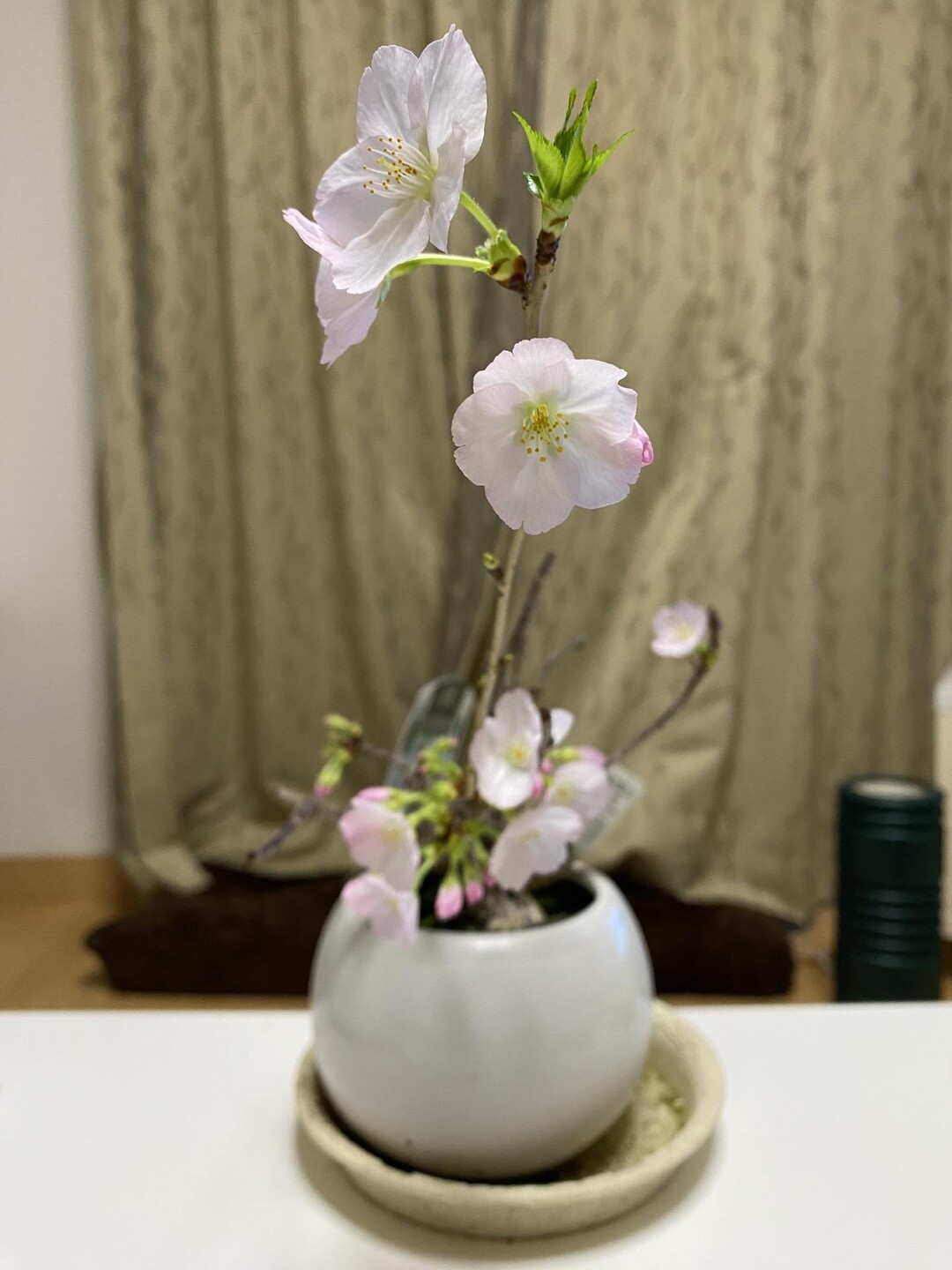 我が家の桜開花しました🌸 自宅で花見が... / R_MAXさんのモーメント | YAMAP / ヤマップ