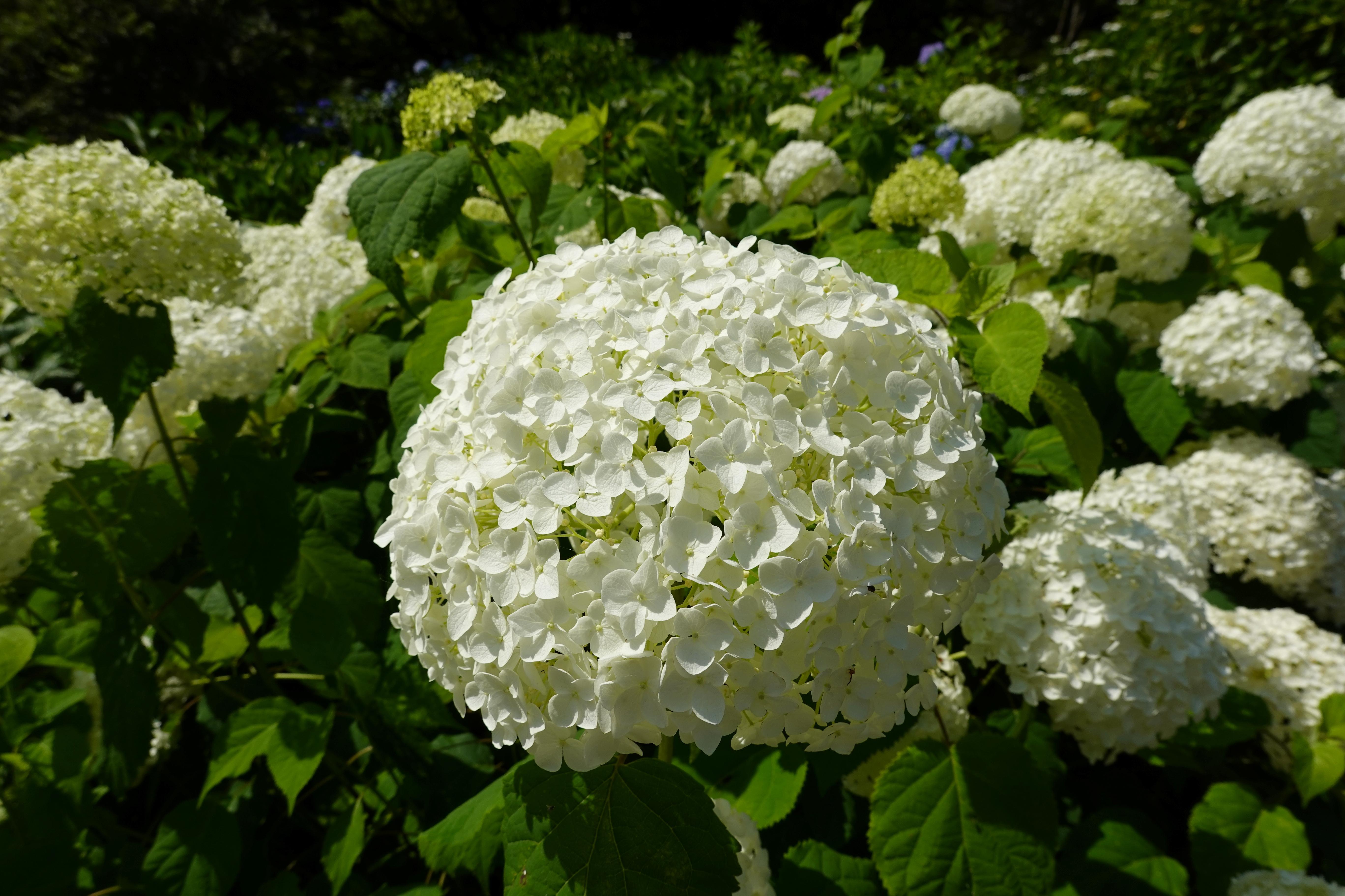 南沢あじさい山は花盛り😊 / arichiさんの大岳山・御岳山・御前山の活動データ | YAMAP / ヤマップ
