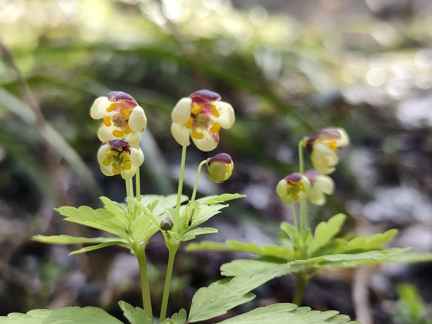 南魚沼ウロウロ / gontaさんの坂戸山の活動データ | YAMAP / ヤマップ