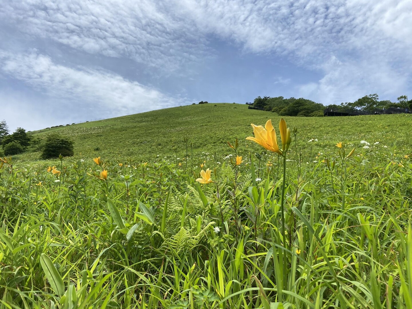 日光霧降高原 / cocoaさんのハイキングの活動データ | YAMAP / ヤマップ