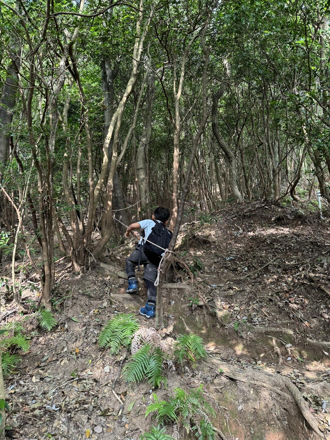 竜王山 / kyo!hey!!さんの竜王山・鋤尖山・鬼ヶ城の活動データ | YAMAP / ヤマップ