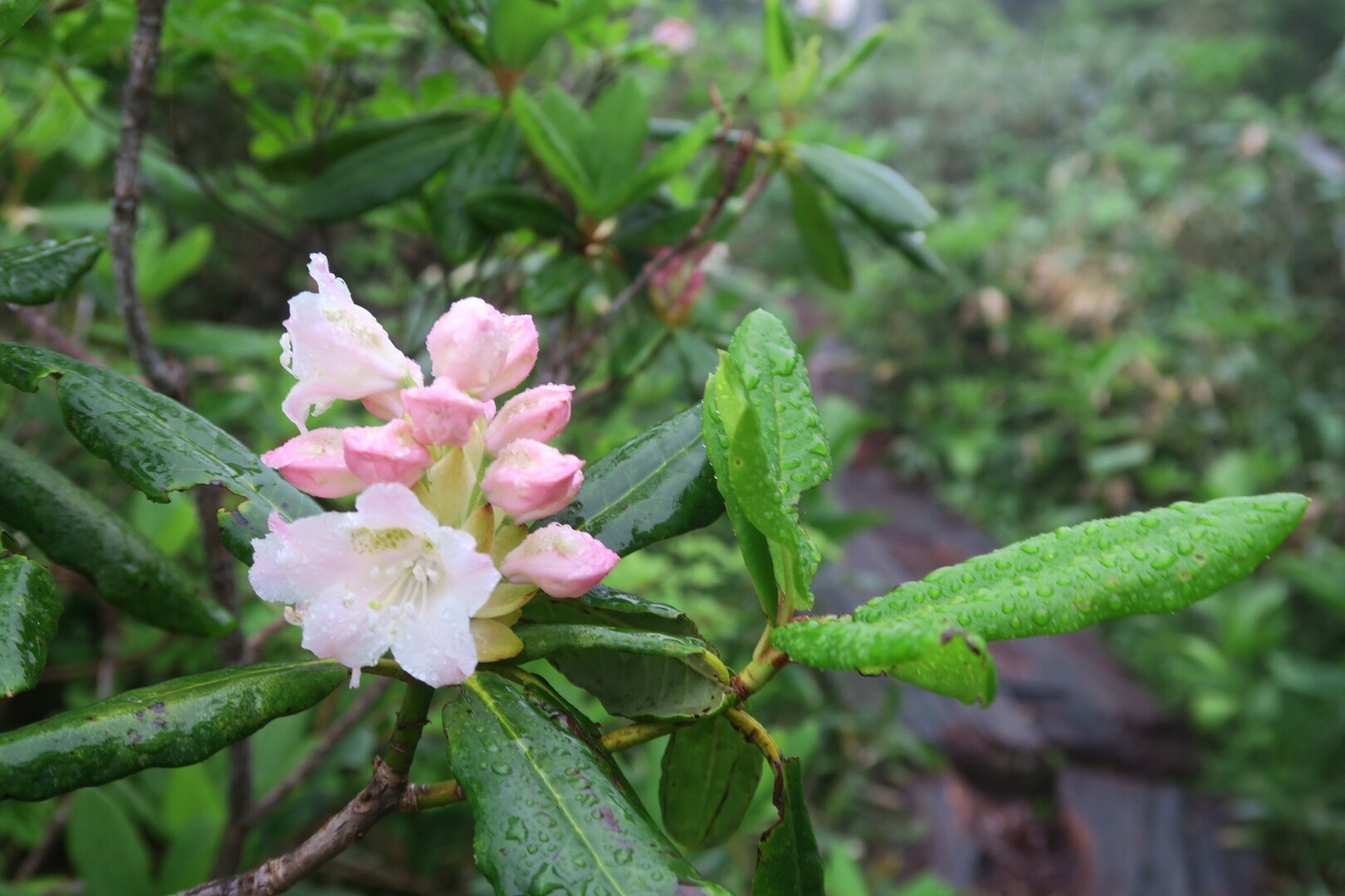 田代山 / mh_trskさんの田代山・帝釈山の活動データ | YAMAP / ヤマップ