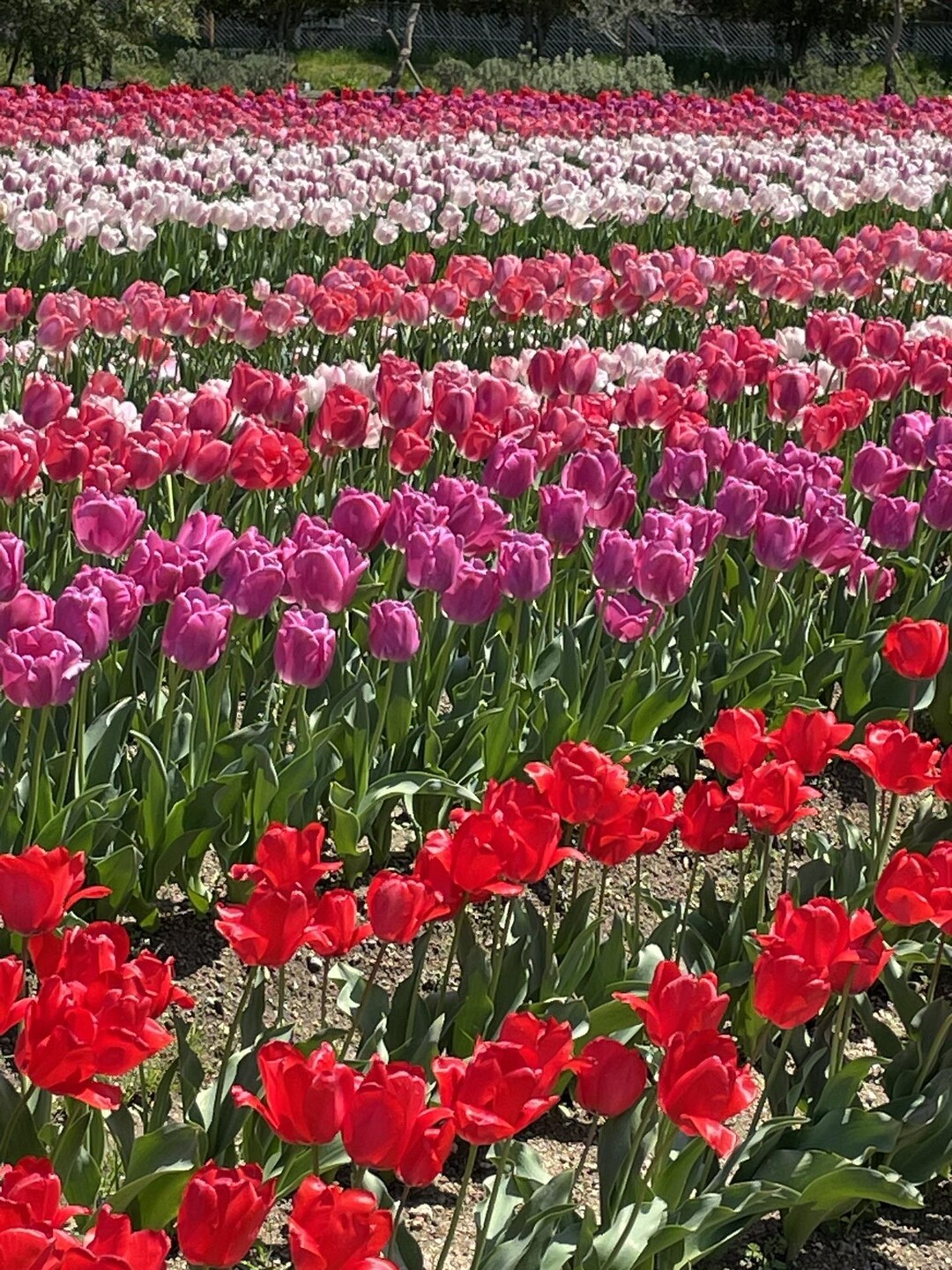 満開🌷🎵 / azukiさんのモーメント | YAMAP / ヤマップ