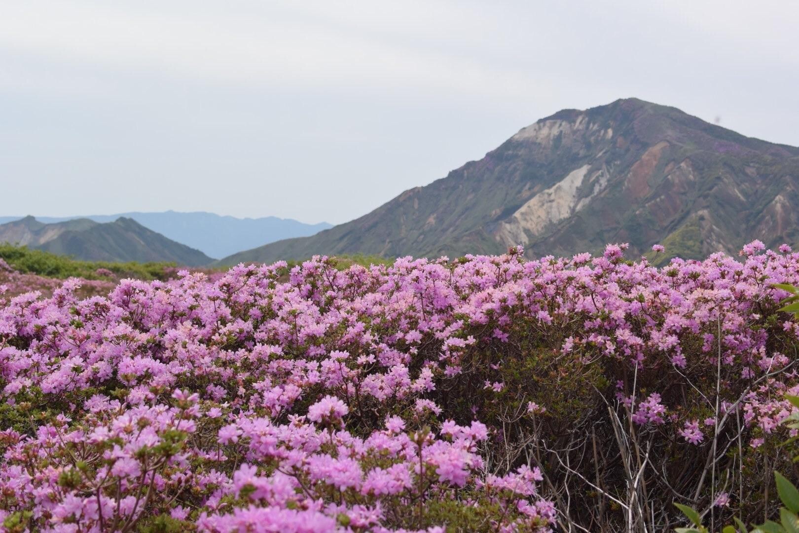 皿山 / サトさんの阿蘇山・高岳・根子岳の活動日記 | YAMAP / ヤマップ