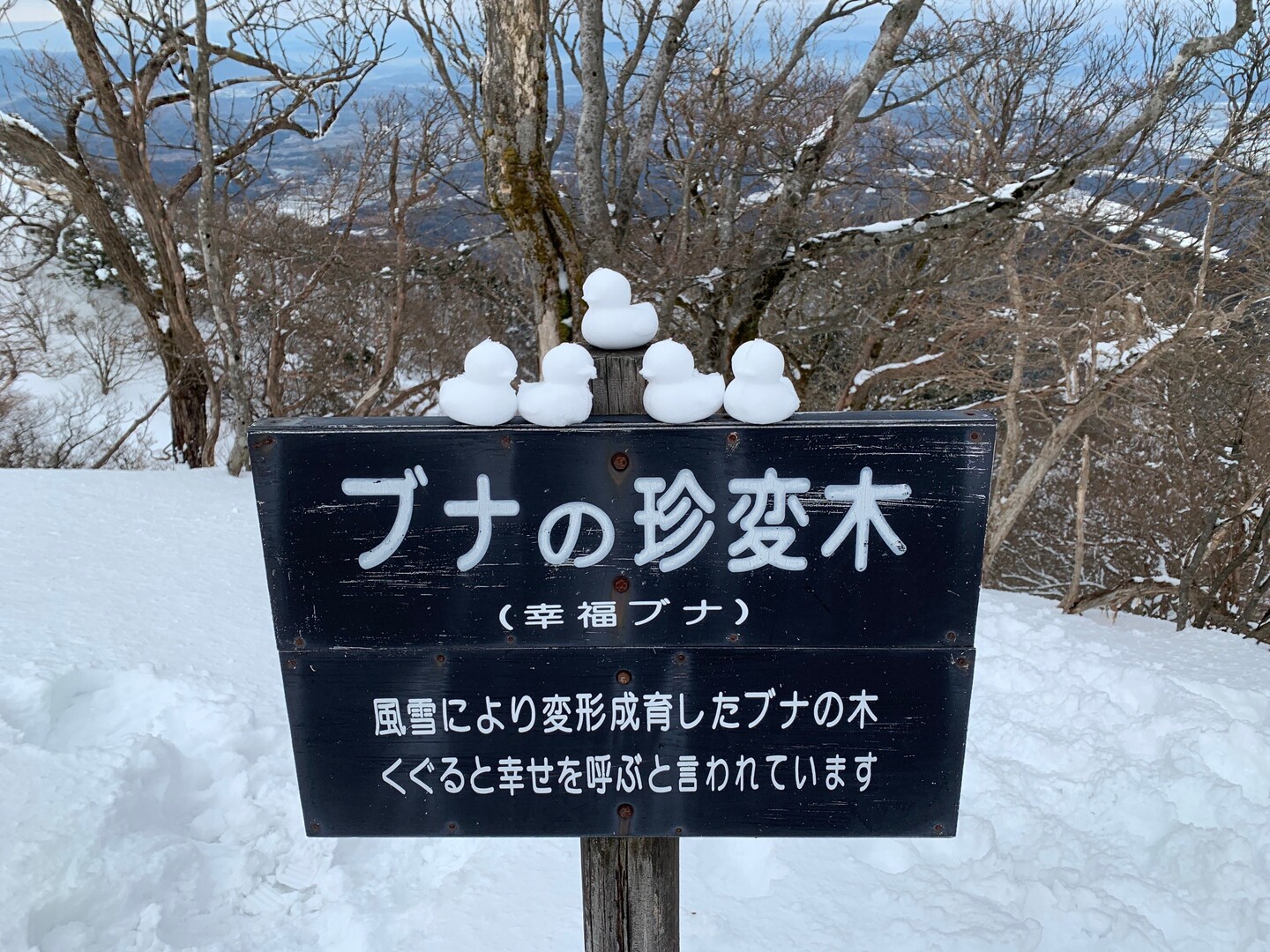 綿向山 / Madelineさんの綿向山の活動データ | YAMAP / ヤマップ