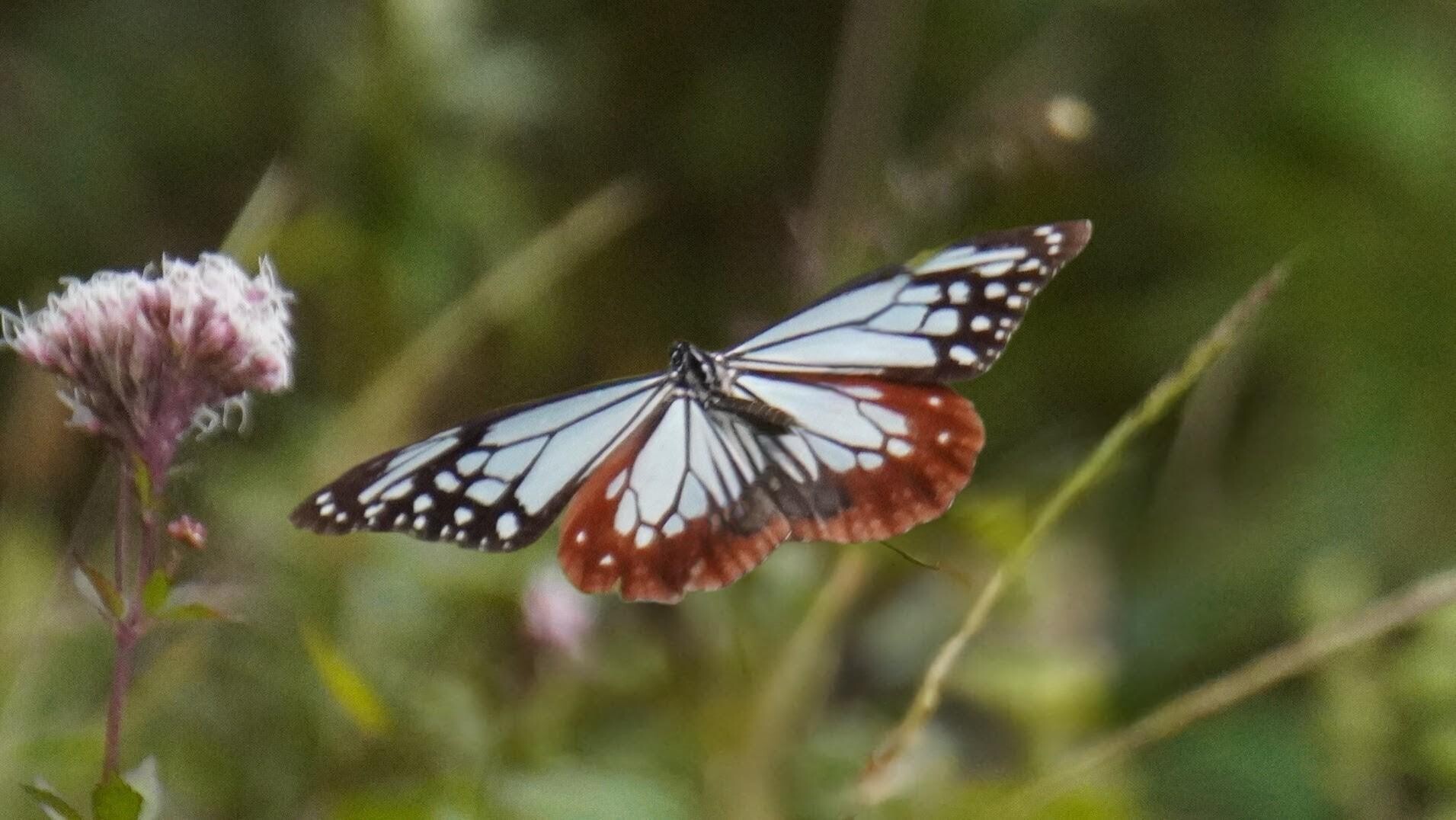 アサギマダラを愛でに嶽山へ朝の山歩 R6-45 / Zatoさんの嶽山・若山・四熊ヶ岳の活動データ | YAMAP / ヤマップ
