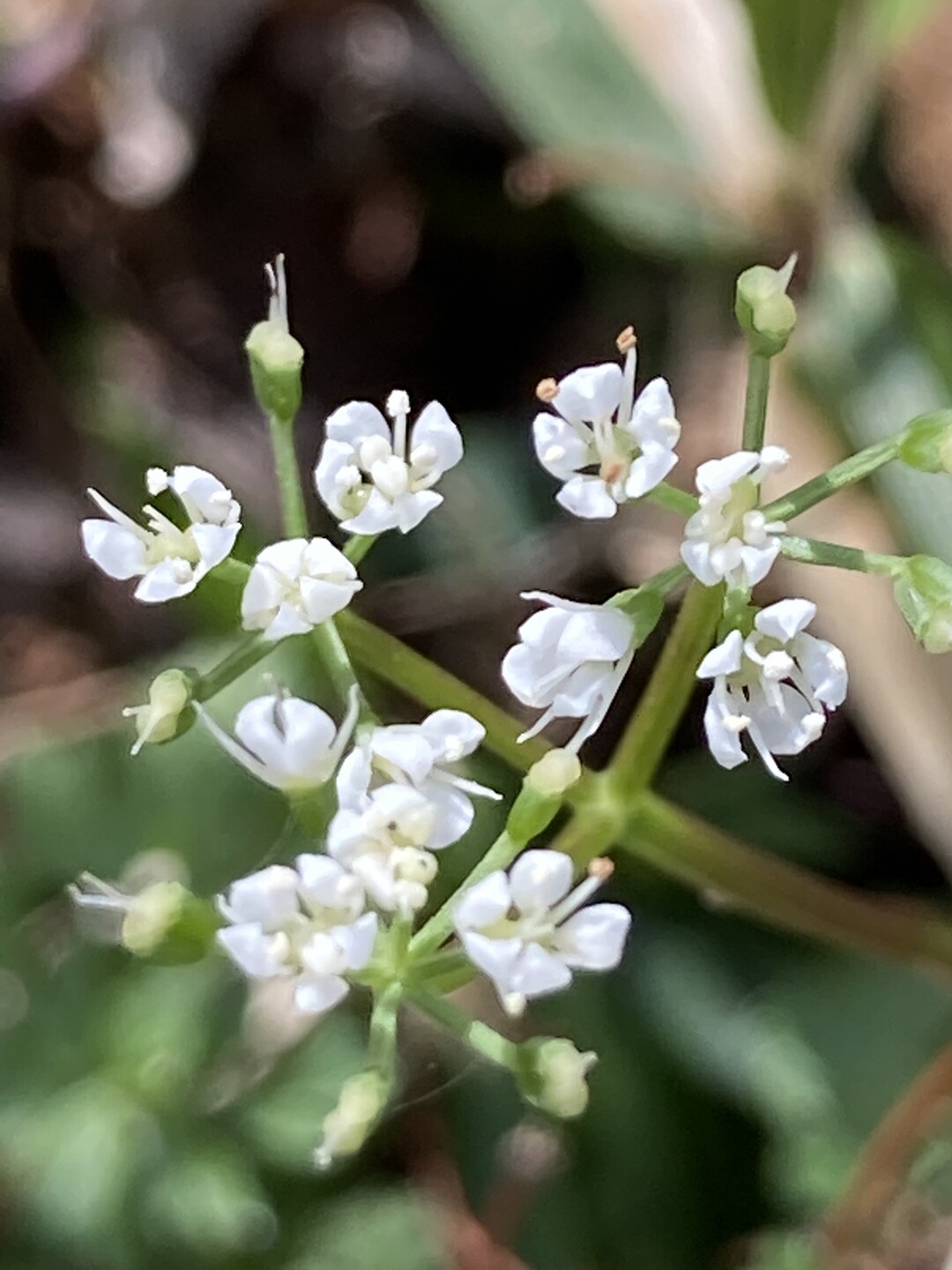 京王百草園 / FIT RSさんの甲州街道(府中宿～横山宿)の活動日記 | YAMAP / ヤマップ