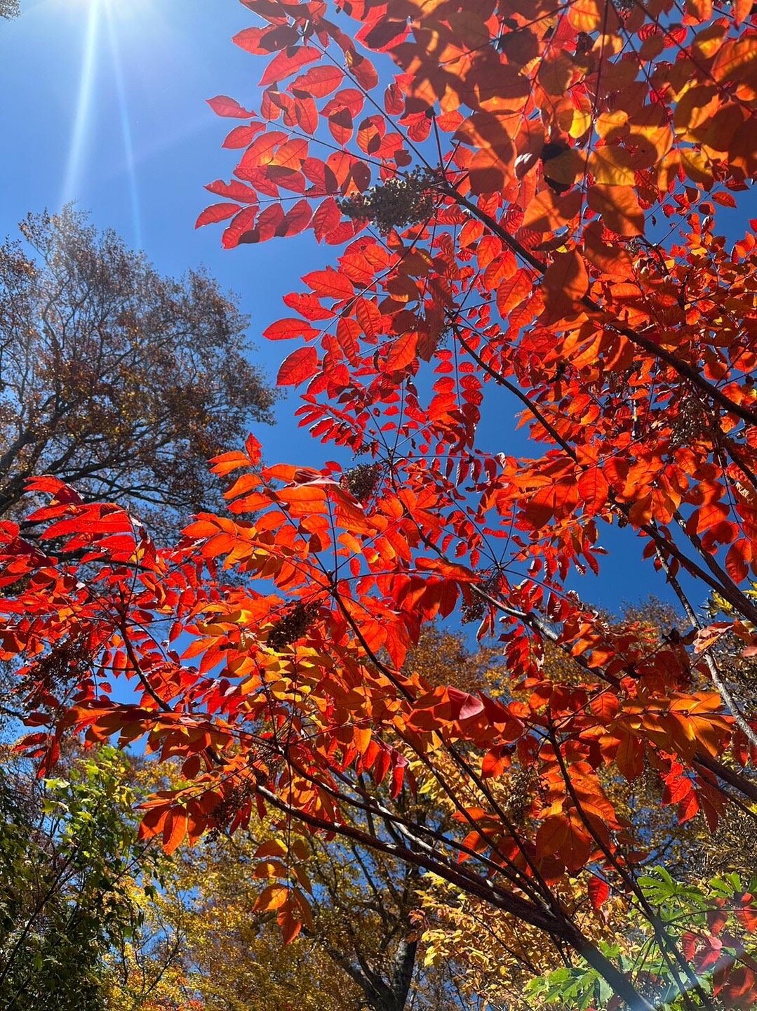 紅葉全開 会津駒ヶ岳 / RINTAROさんの会津駒ヶ岳の活動日記 | YAMAP / ヤマップ
