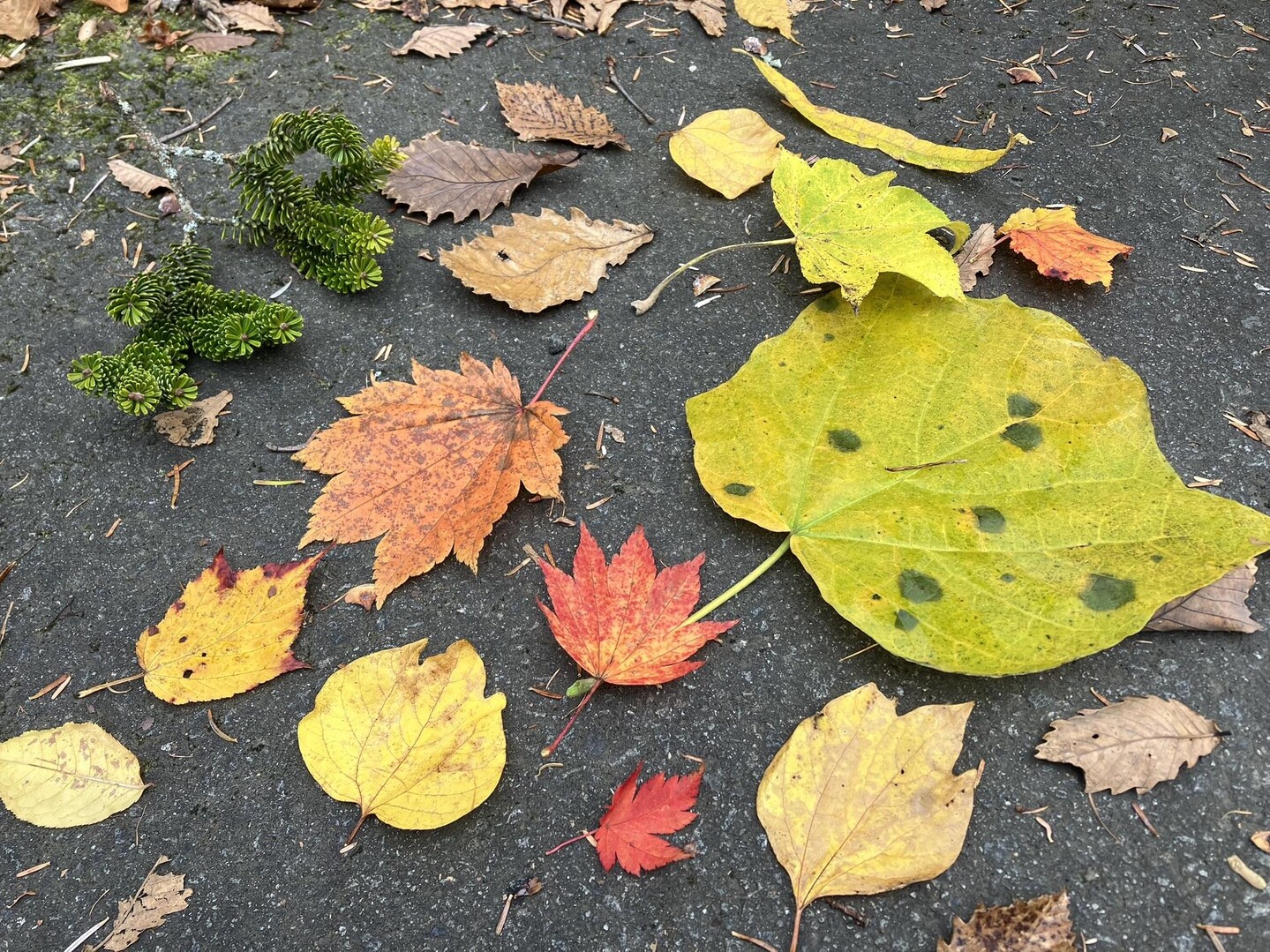 三ッ峠山（開運山）・御巣鷹山・木無山 / ROMIさんの福生市の活動データ | YAMAP / ヤマップ