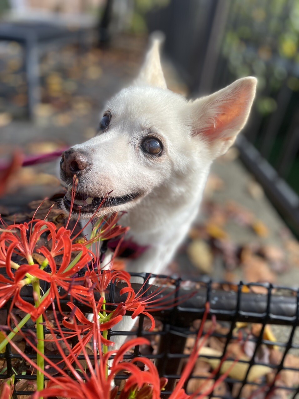 azukiのページ | YAMAP / ヤマップ