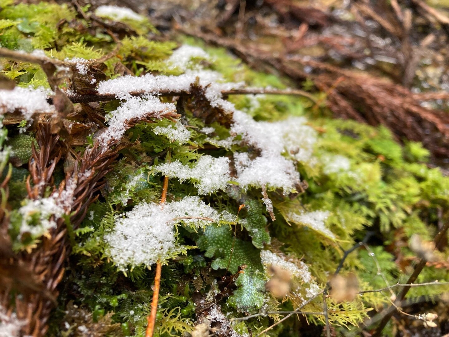 高見山-2023-12-17 / makko@crcさんの高見山・黒石山・天狗山の活動データ | YAMAP / ヤマップ