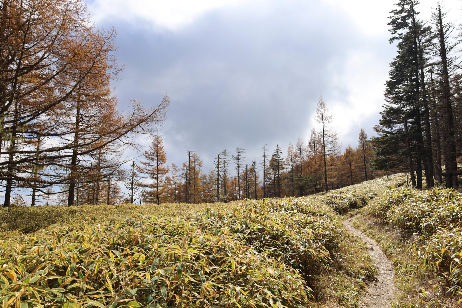 甘利山・千頭星山 / nakameguさんの鳳凰山・地蔵岳・観音岳・薬師岳の活動データ | YAMAP / ヤマップ