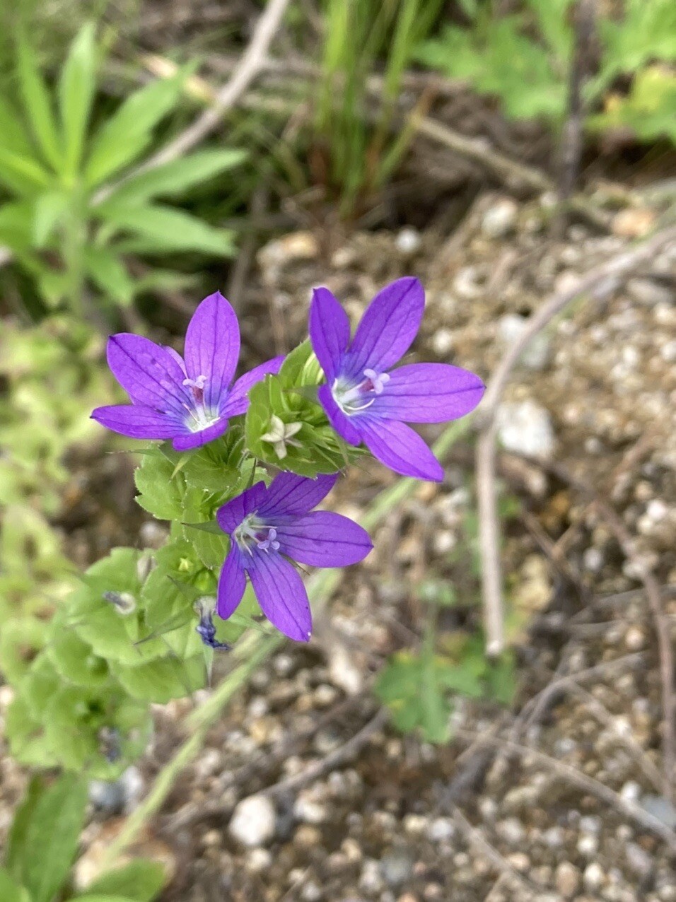 小田山正面登山道を開いた方と会えました(... / カブさん(CUB主)さんのモーメント | YAMAP / ヤマップ