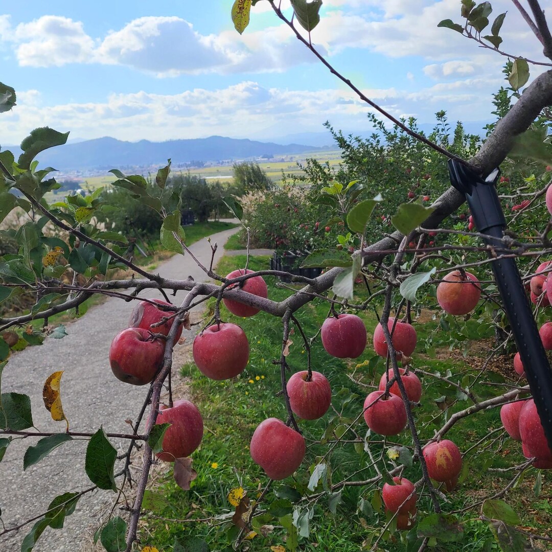 秋田 真人山・男亀森・女亀森 / hide-bonさんの金峰山・男亀森・女亀森・真人山の活動データ | YAMAP / ヤマップ