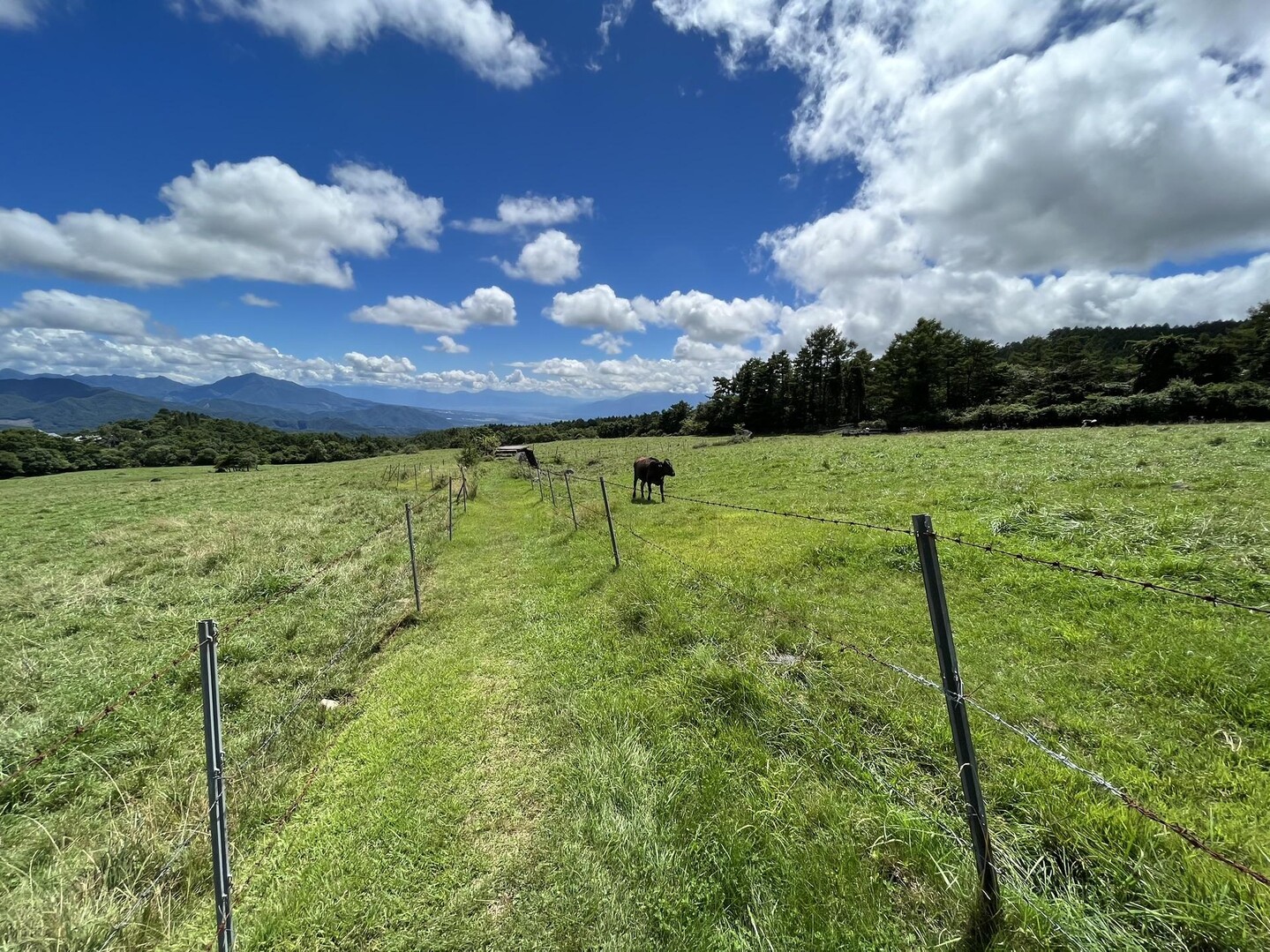 美し森山・天女山2023.8.25 / JKさんの八ヶ岳（赤岳・硫黄岳・天狗岳）の活動データ | YAMAP / ヤマップ