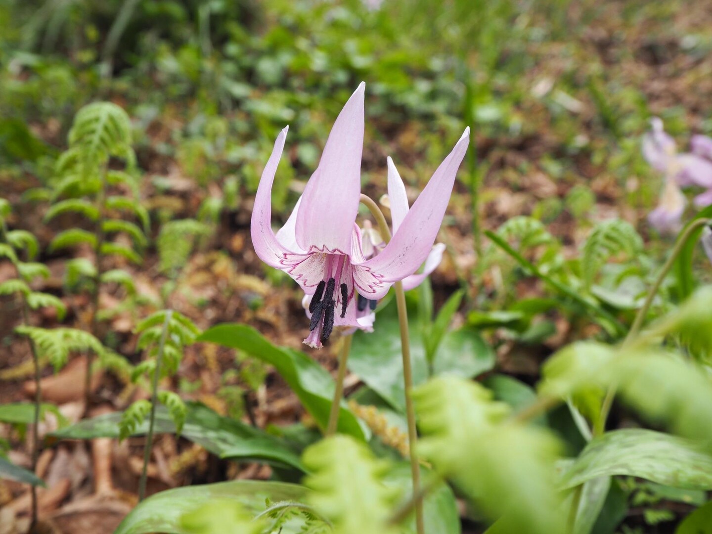 お花見さんぽ🌸 / Ikumi_monterosaさんの多摩市の活動データ | YAMAP / ヤマップ