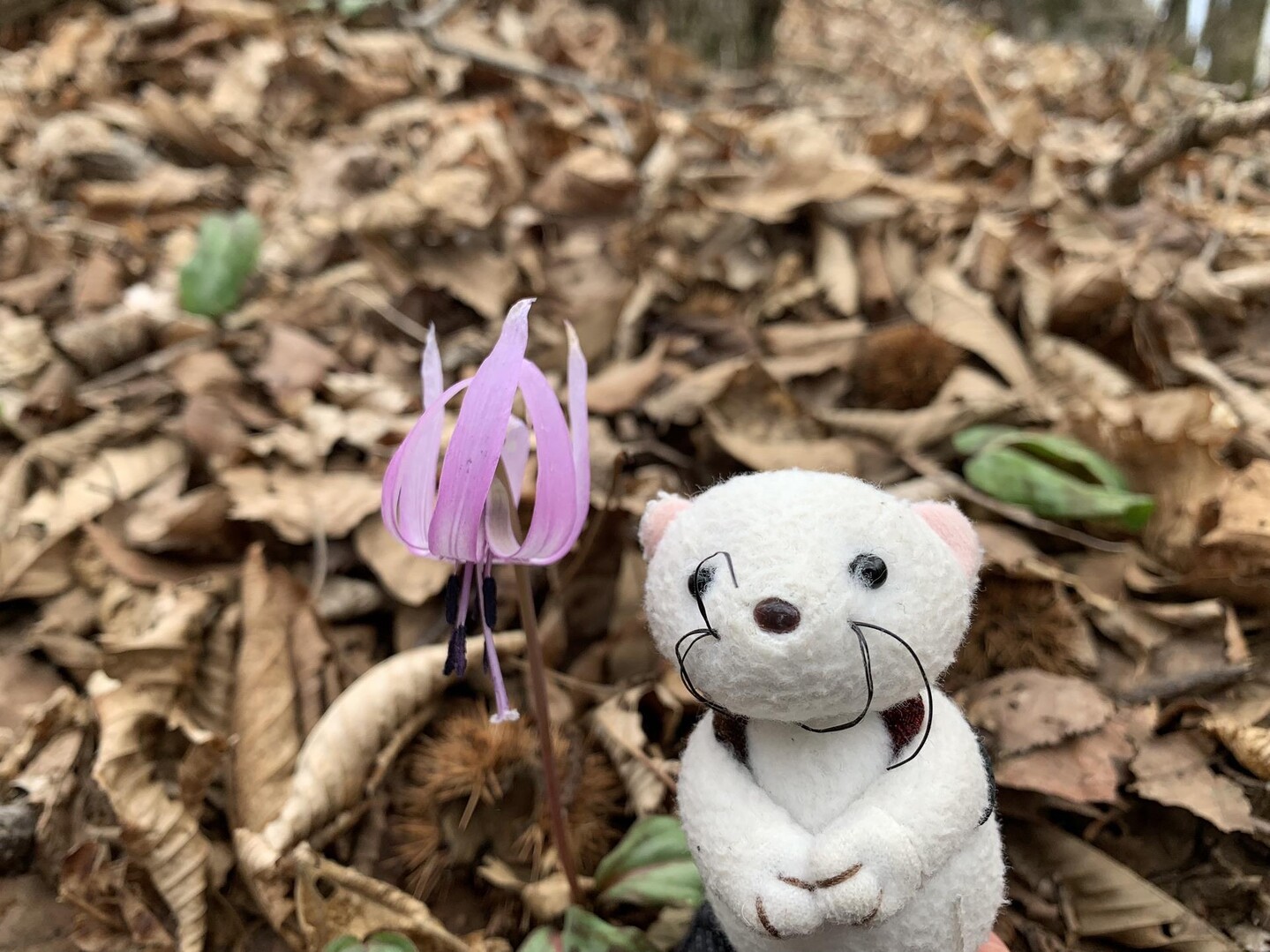 御前山 カタクリ@奥多摩 / ARさんの大岳山・御岳山・御前山の活動データ | YAMAP / ヤマップ
