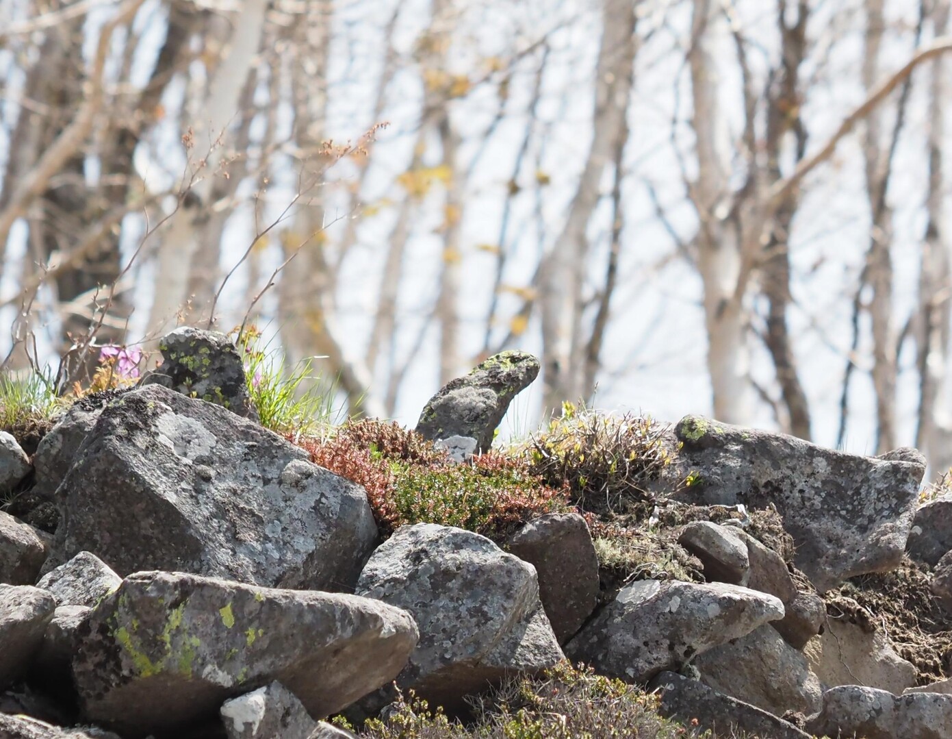 東ヌプカウシヌプリ / doaraさんの登山の活動データ | YAMAP / ヤマップ