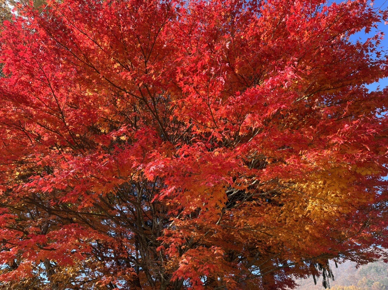 岩岳 / EMさんの白馬岩岳スノーフィールドの活動データ | YAMAP / ヤマップ