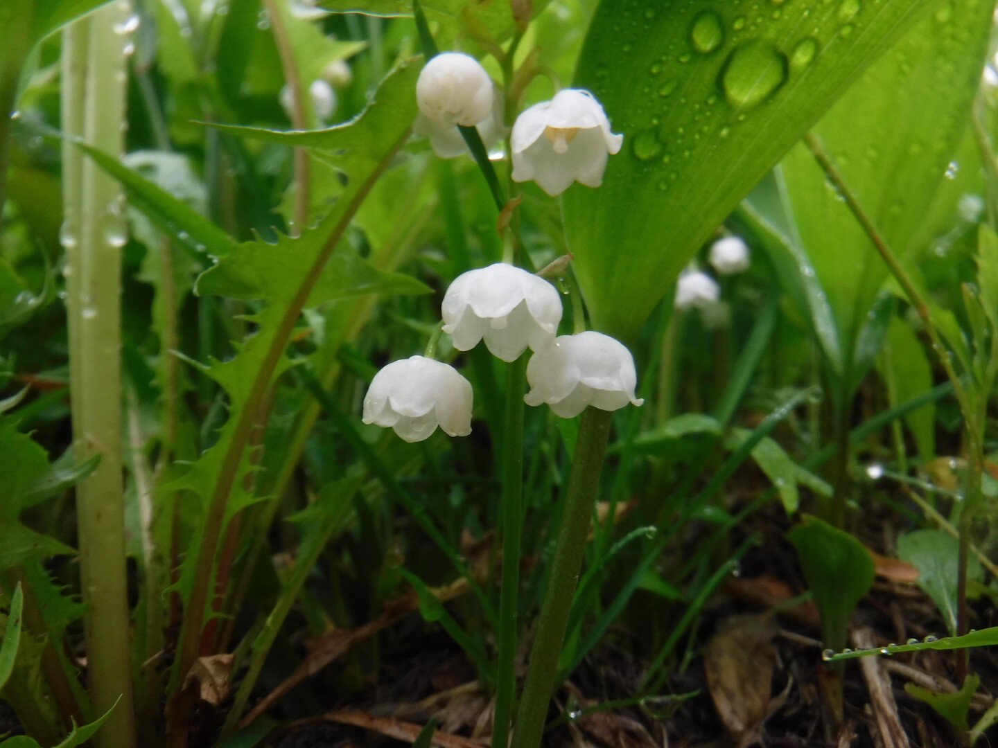 犬倉山登頂ならず / yuuさんの岩手山・黒倉山・鞍掛山の活動データ | YAMAP / ヤマップ