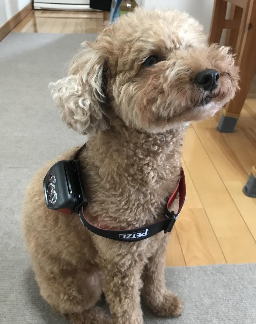 エイジ1964のページ | YAMAP / ヤマップ